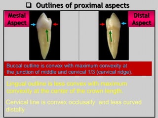 Permanent Mandibular First Premolar and Differences between First and ...