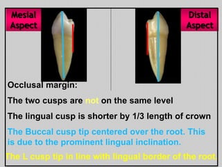 Permanent Mandibular First Premolar and Differences between First and ...