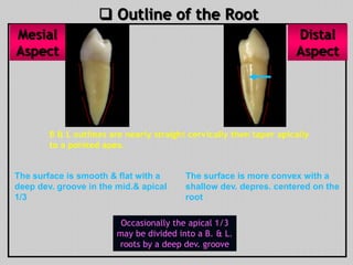 Permanent Mandibular First Premolar and Differences between First and ...