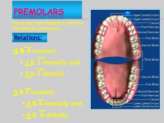 Permanent Mandibular First Premolar and Differences between First and ...