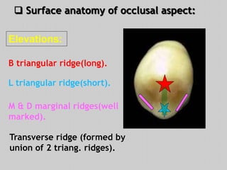 Permanent Mandibular First Premolar and Differences between First and ...