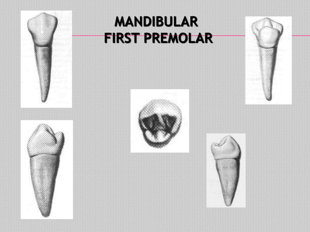 Permanent Mandibular First Premolar and Differences between First and Second Premolar | PPTX ...