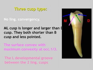 Permanent Mandibular First Premolar and Differences between First and ...
