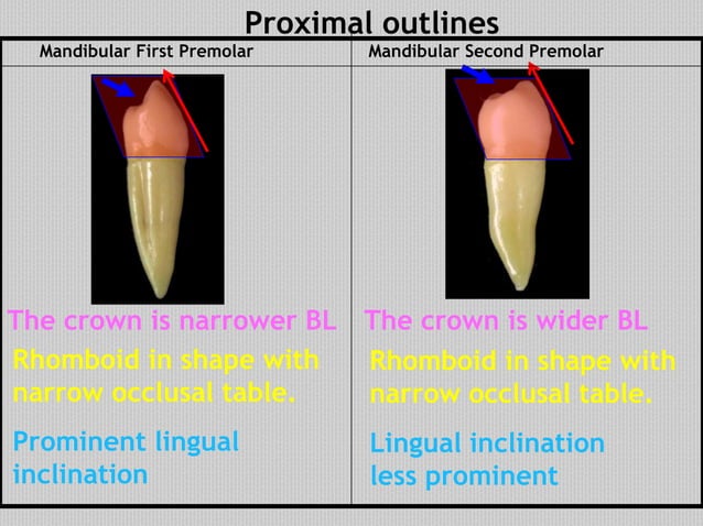 Permanent Mandibular First Premolar and Differences between First and ...