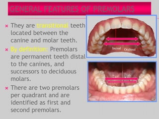 Permanent Mandibular First Premolar and Differences between First and Second Premolar | PPTX