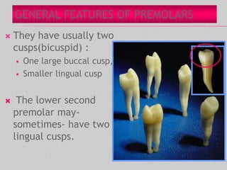 Permanent Mandibular First Premolar and Differences between First and ...