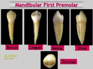Permanent Mandibular First Premolar and Differences between First and ...