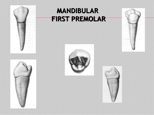 Permanent Mandibular First Premolar and Differences between First and…