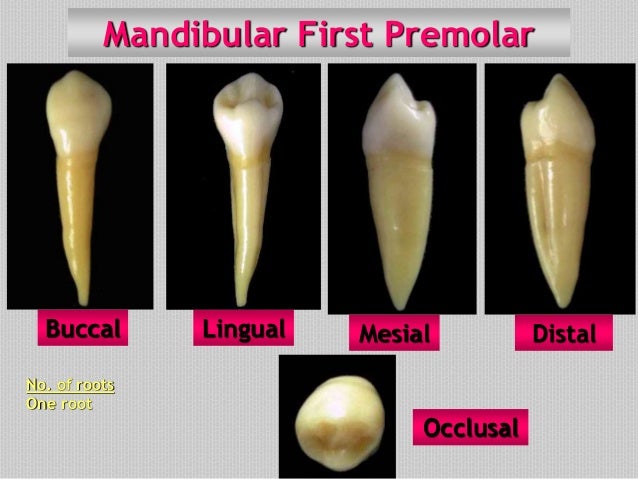 Permanent Mandibular First Premolar and Differences between First and…