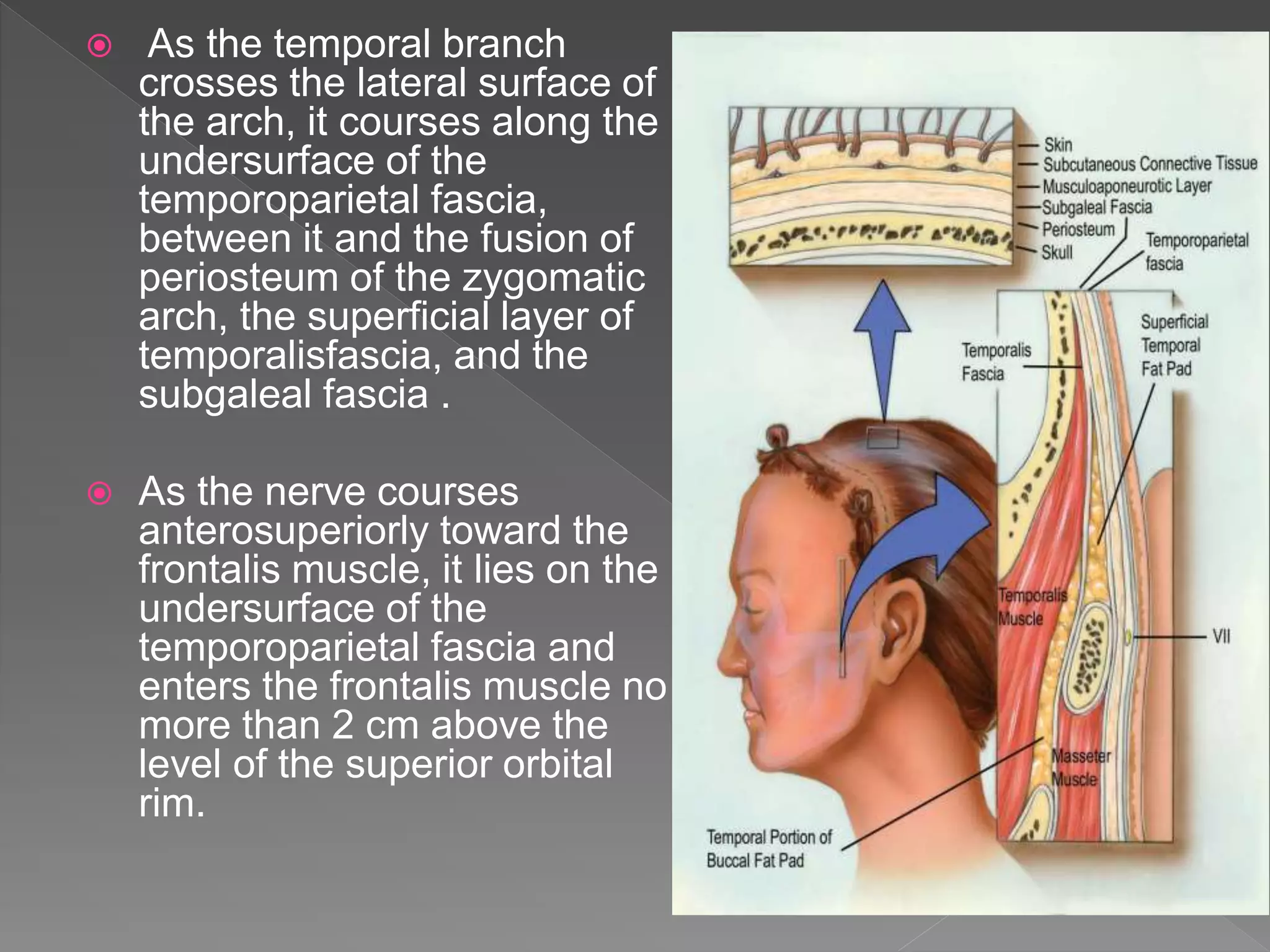 Applied surgical anatomy of facial nerve in oral and maxillofacial ...