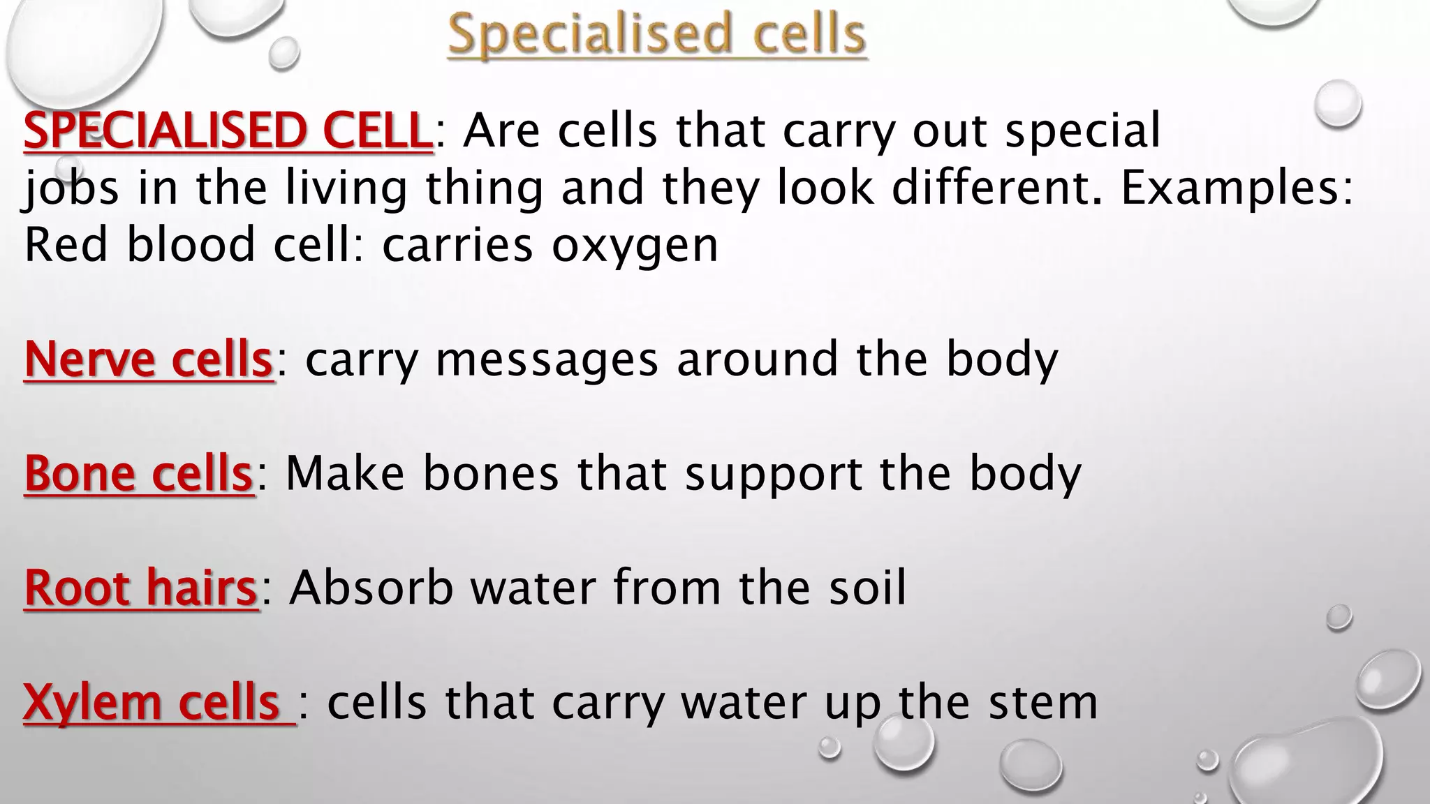 Biology (cells) grade 7 | PPTX