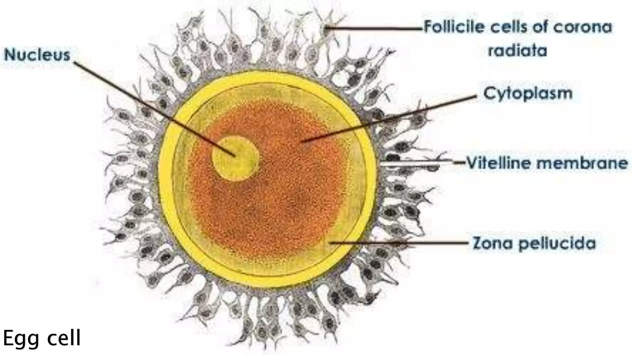 Biology (cells) grade 7 | PPTX