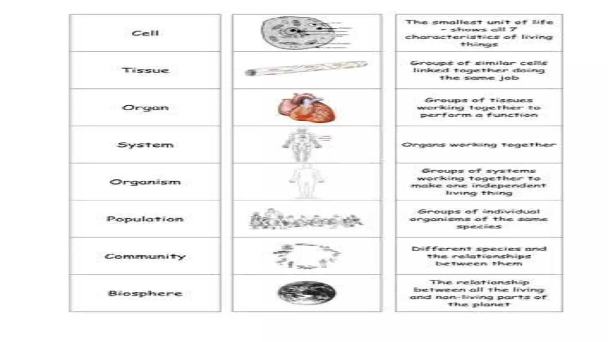 Biology (cells) grade 7 | PPTX