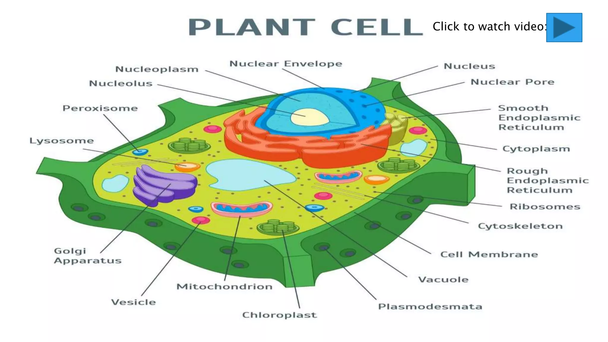 Biology (cells) grade 7 | PPTX
