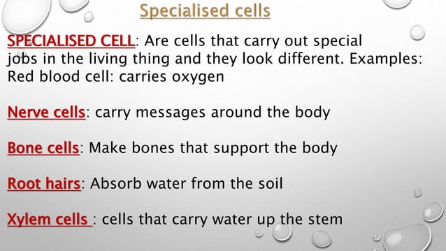 Biology (cells) grade 7 | PPTX