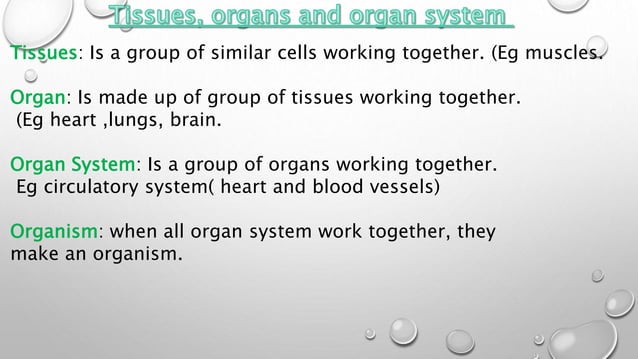 Biology (cells) grade 7 | PPTX