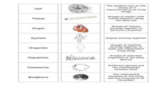 Biology (cells) grade 7 | PPTX