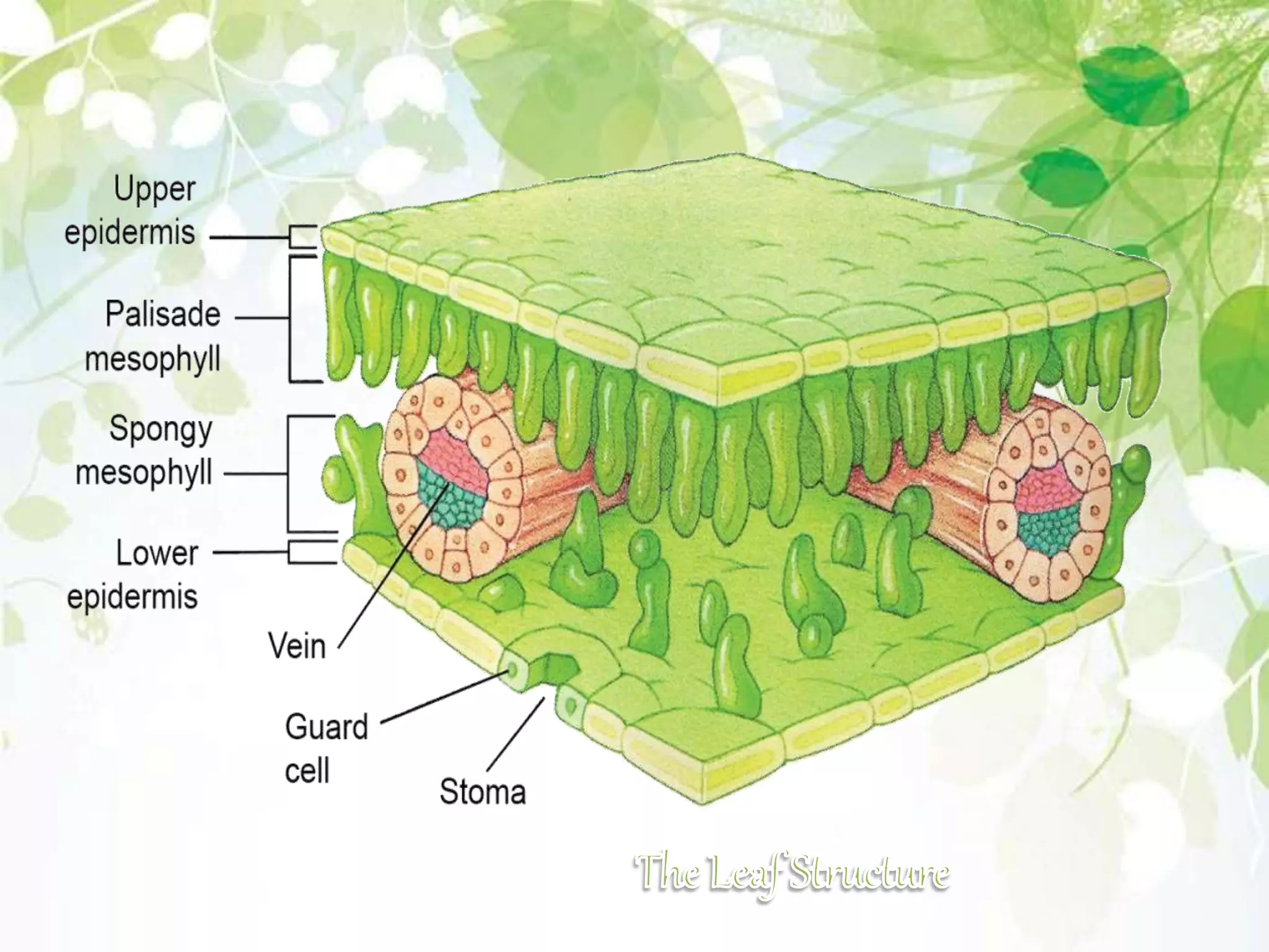 Leaf structure | PPTX