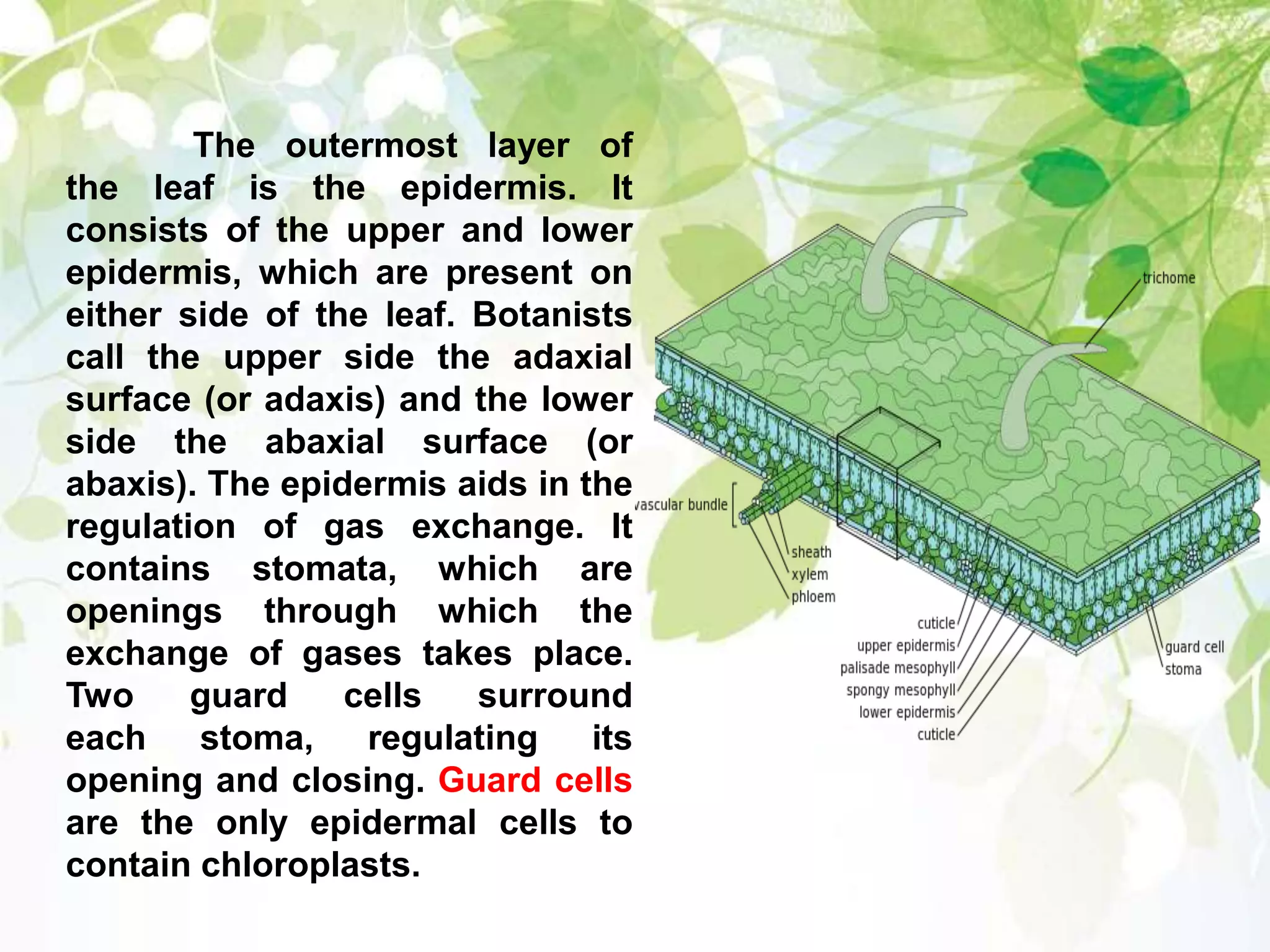 Leaf structure | PPTX