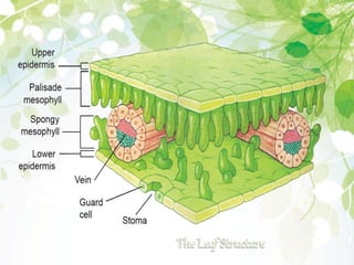 Leaf structure | PPTX