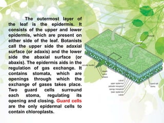 Leaf structure | PPTX