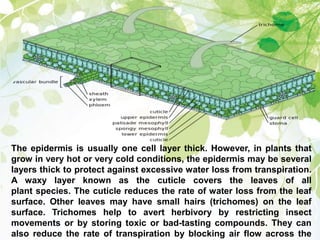 Leaf structure | PPTX