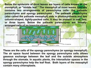 Leaf structure | PPTX