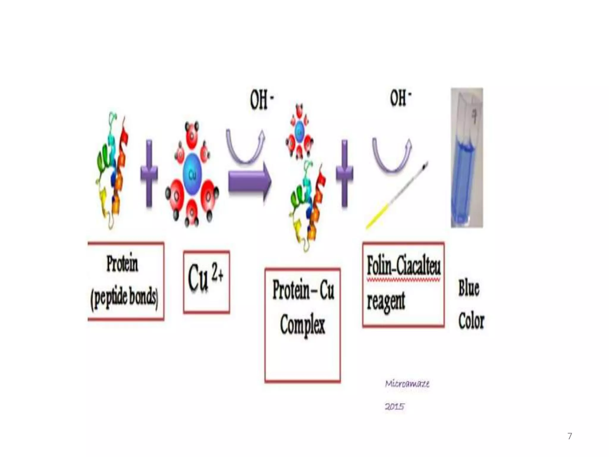 Lowry Protein Assay | PPTX