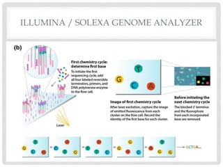 next generation sequemcing | PPT