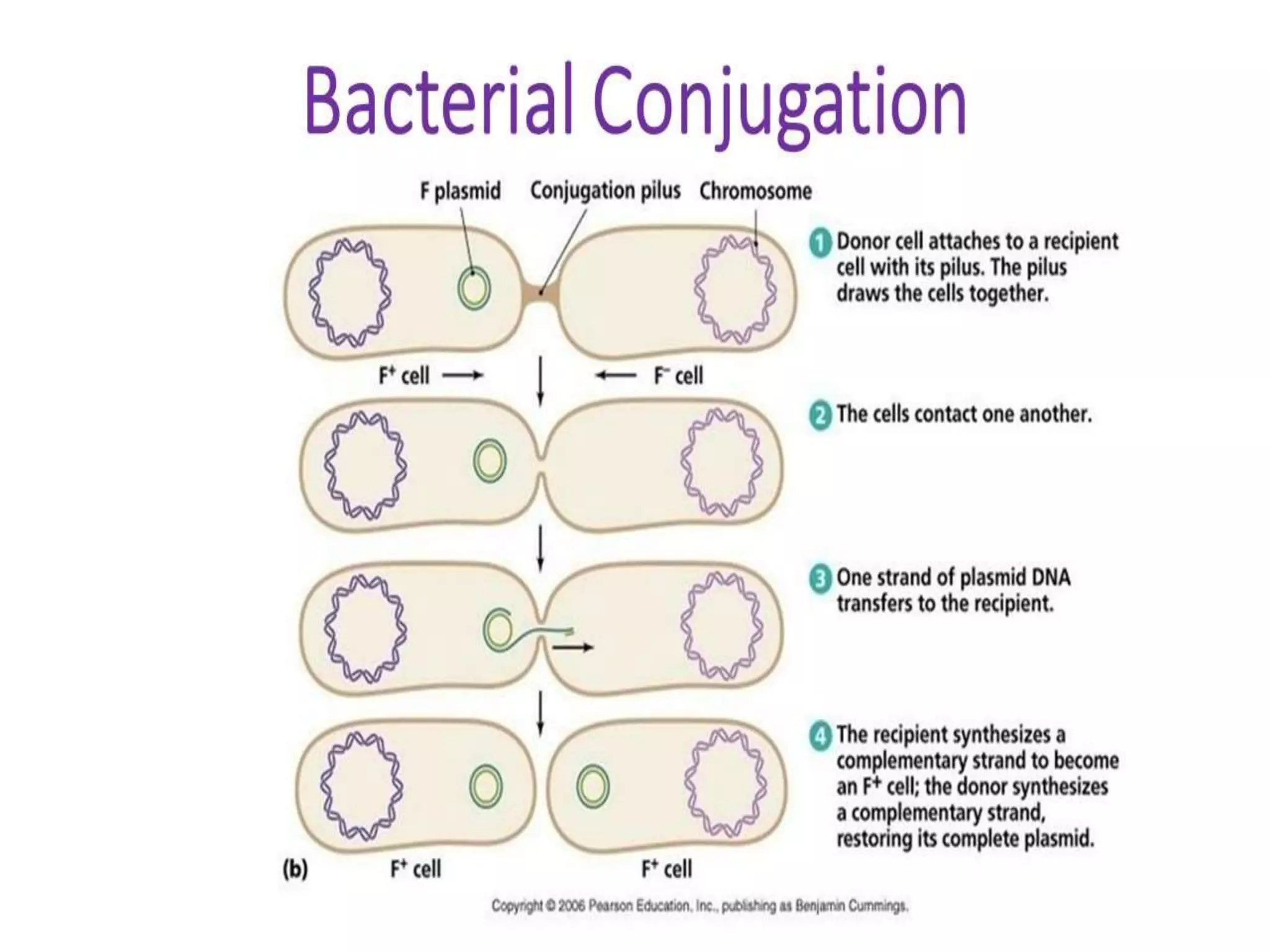 Sexual Reproduction In Bacteria | PPTX