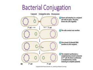 Sexual Reproduction In Bacteria | PPTX