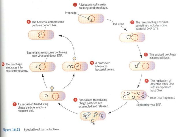 Sexual Reproduction In Bacteria