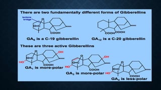 Gibberellin regulation | PPT