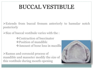 ANATOMICAL LANDMARKS OF MAXILLA | PPTX