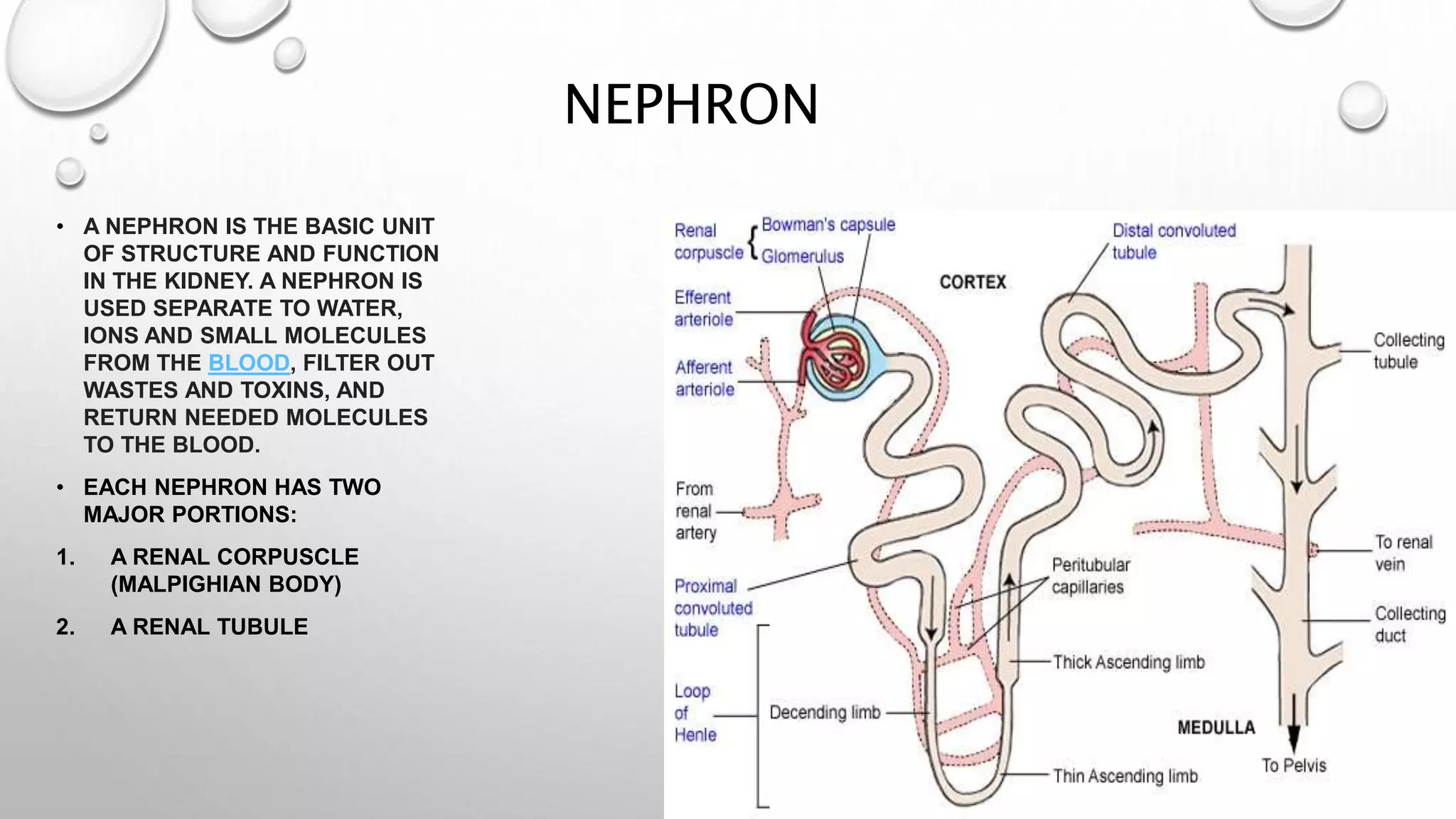 nephrotic and nephritic syndrome | PPTX