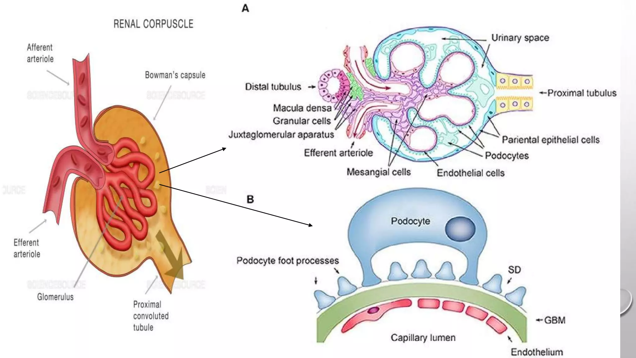nephrotic and nephritic syndrome | PPTX