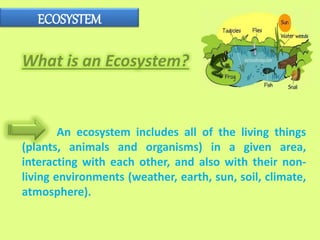 ecosystem | PPT