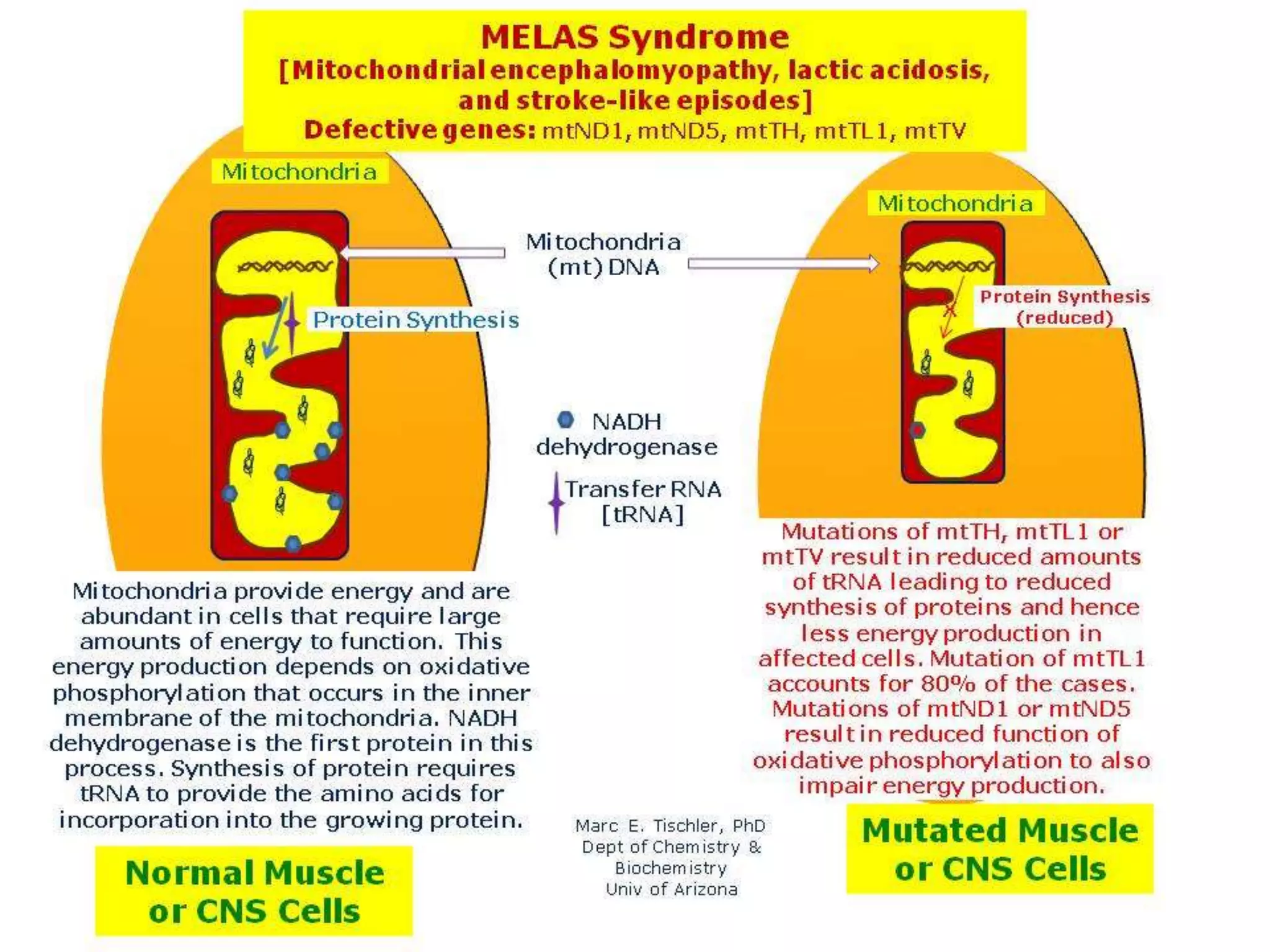 MITOCHONDRIAL DISORDER | PPTX