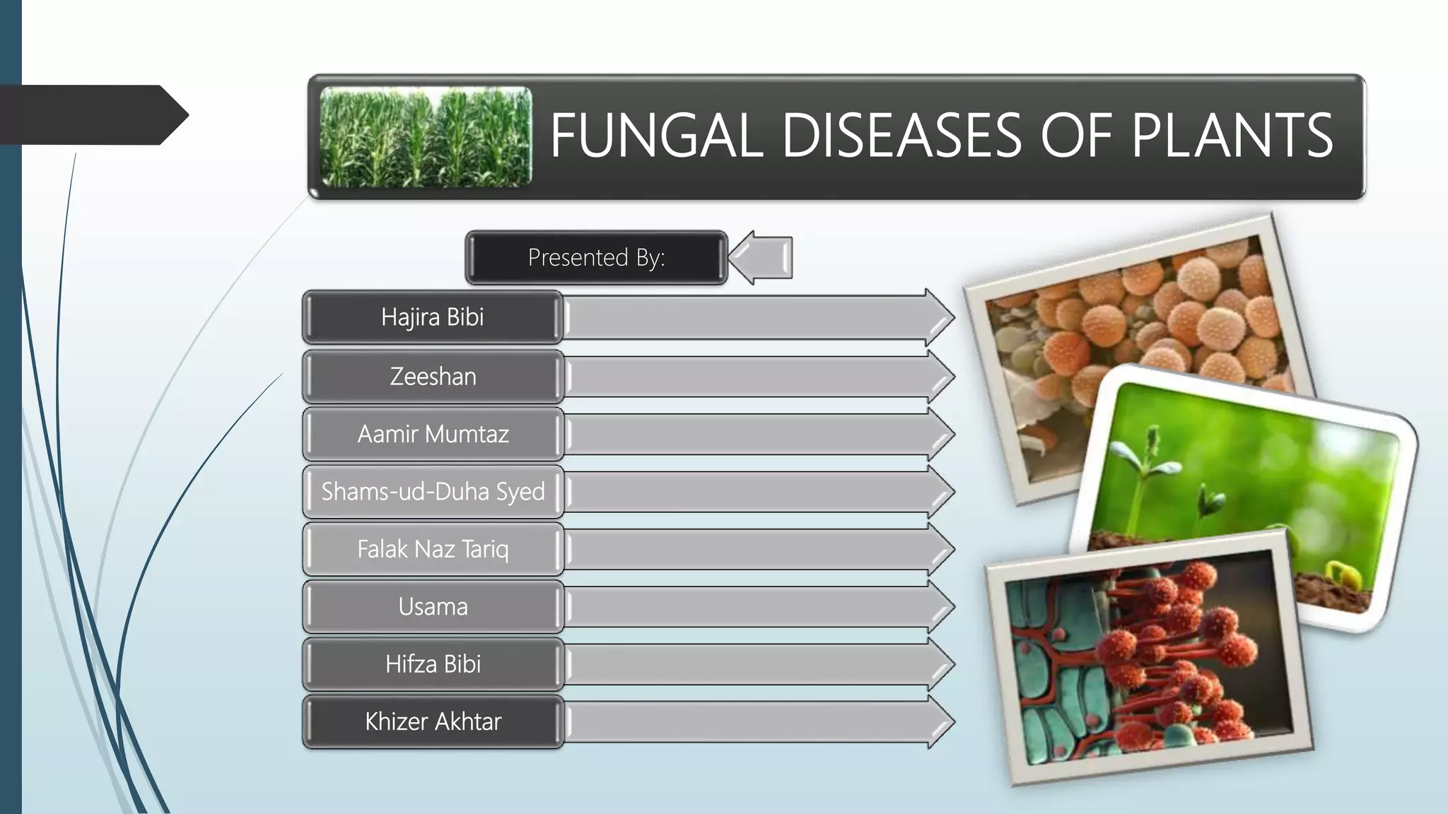 Fungal Diseases Of Plants | PPTX