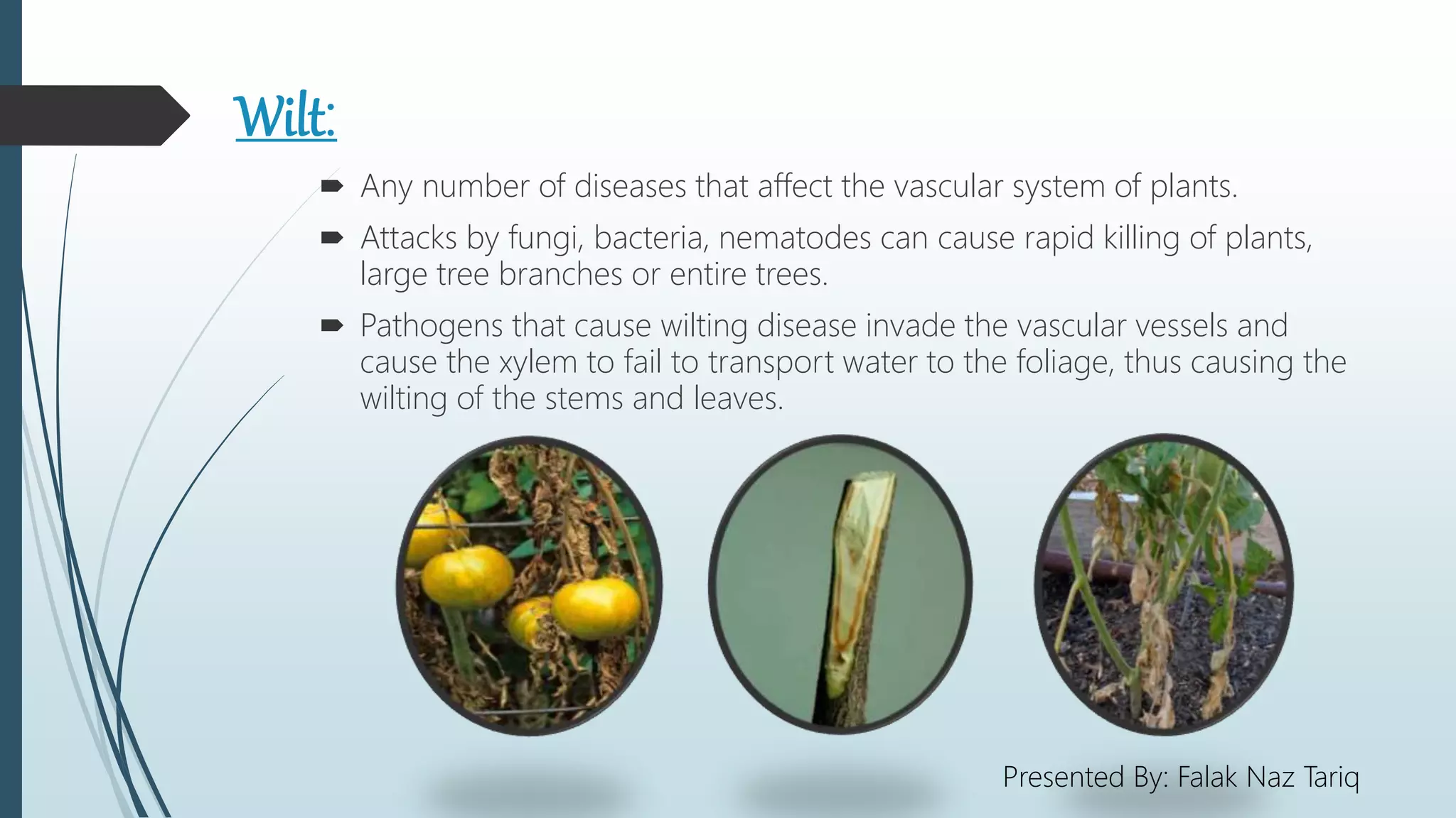 Fungal Diseases Of Plants | PPTX