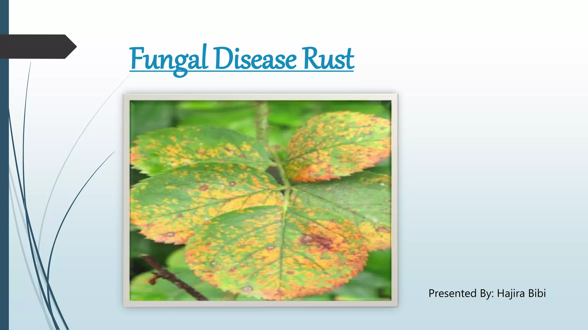 Fungal Diseases Of Plants | PPTX