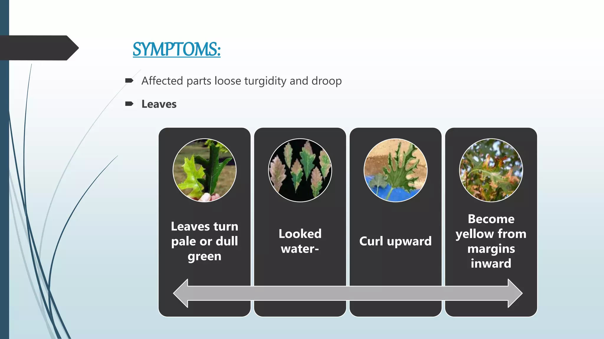 Fungal Diseases Of Plants | PPTX