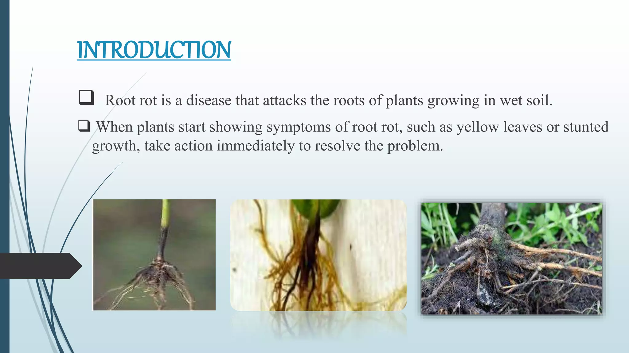 Fungal Diseases Of Plants | PPTX