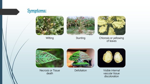 Fungal Diseases Of Plants | PPTX