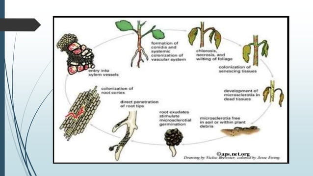 Fungal Diseases Of Plants | PPTX