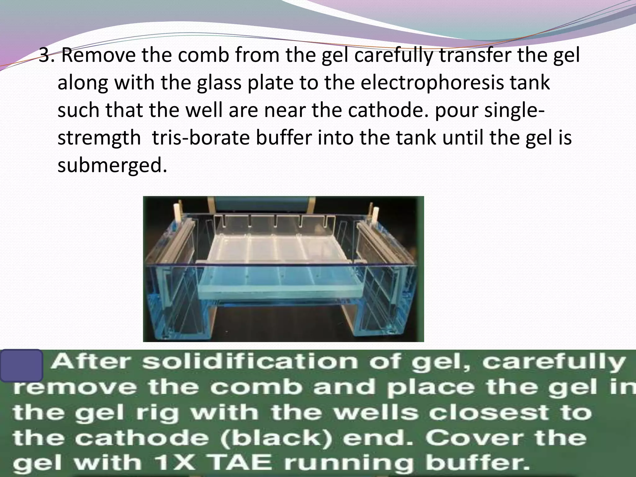 Protocol of DNA Gel Electrophoresis in agarose gel for experimental ...