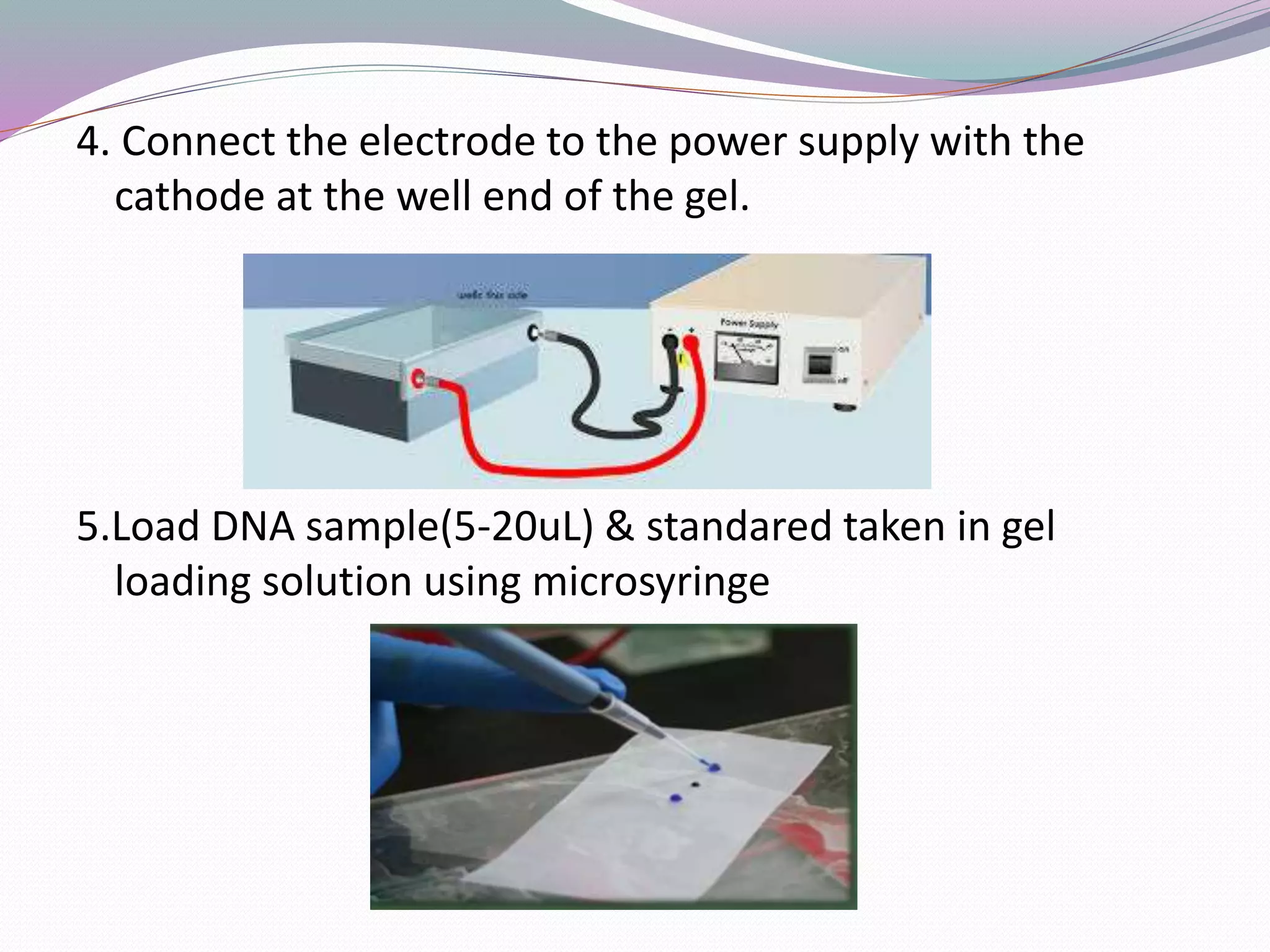 Protocol of DNA Gel Electrophoresis in agarose gel for experimental ...