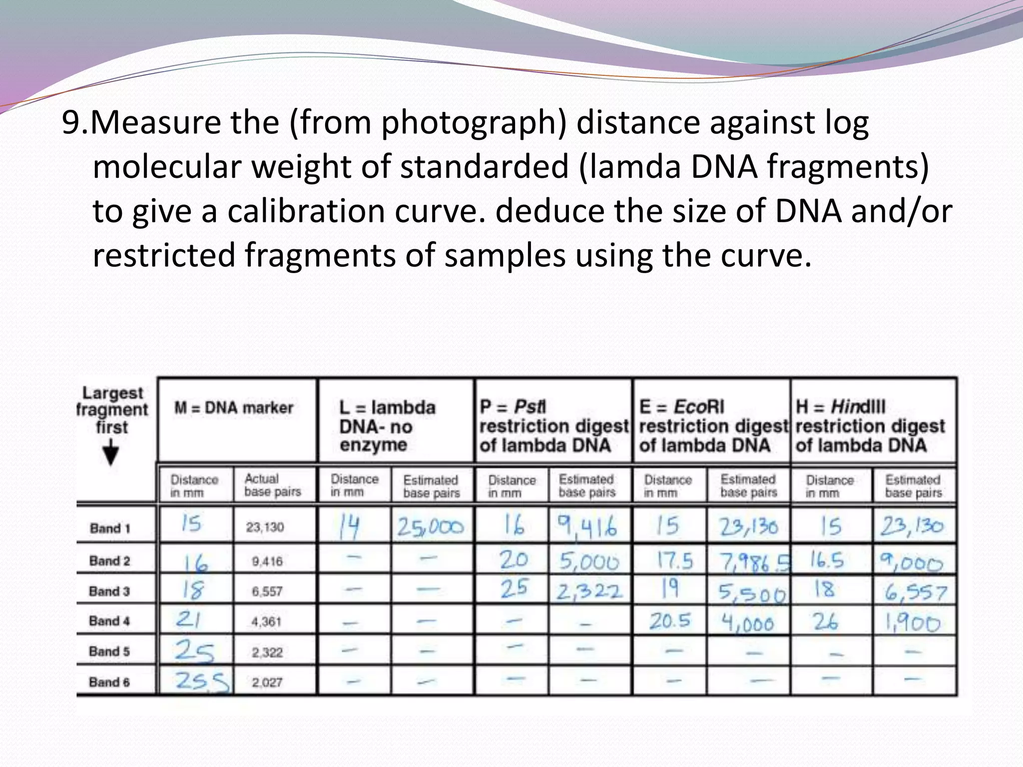 Protocol of DNA Gel Electrophoresis in agarose gel for experimental ...