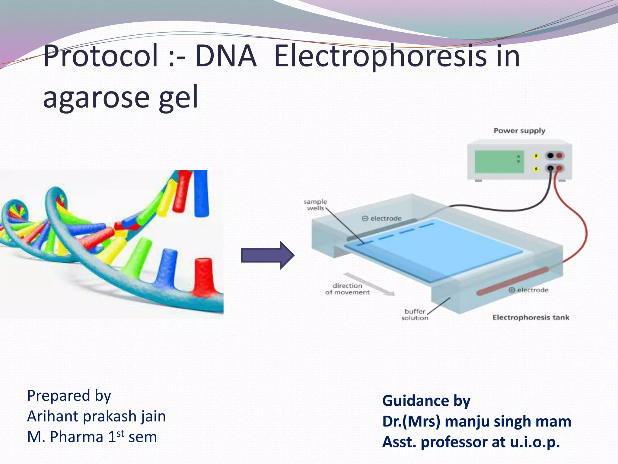 Protocol of DNA Gel Electrophoresis in agarose gel for experimental Purpos | PPT