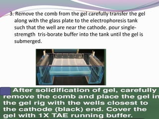 Protocol of DNA Gel Electrophoresis in agarose gel for experimental ...